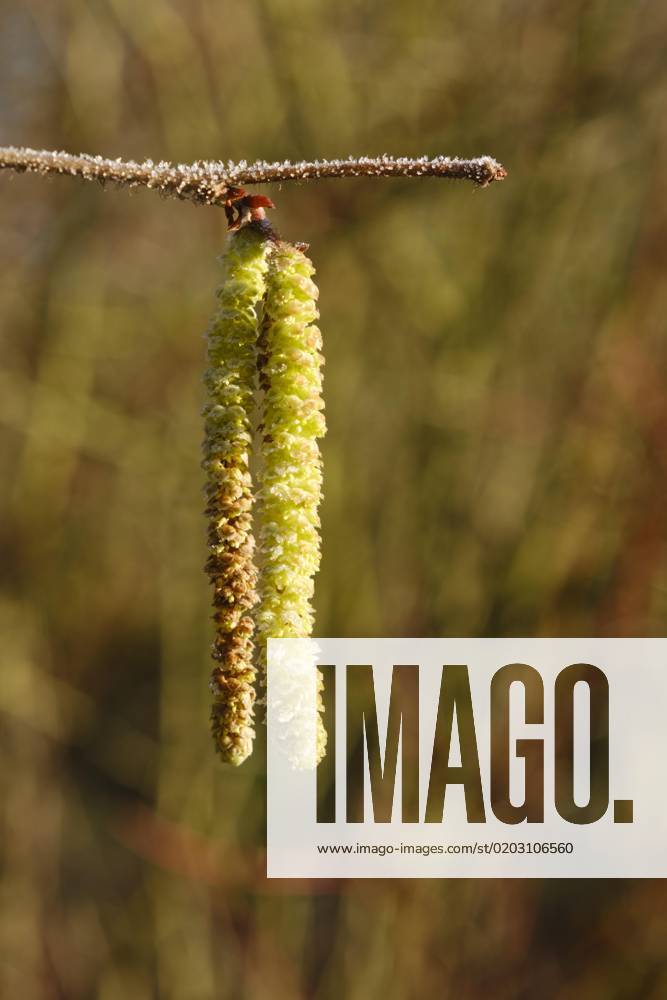 Branch with Pollen the Hazelnut, closeup, North Rhine Westphalia, Germany