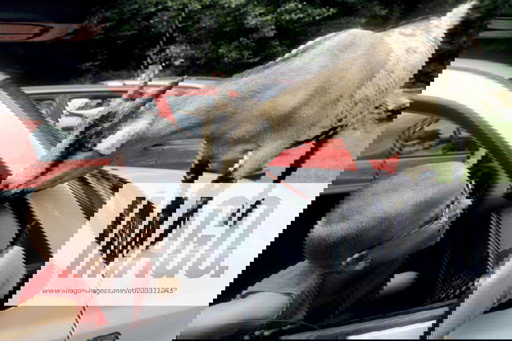 Domestic Goat Hausziege Domestic Goat Hausziege