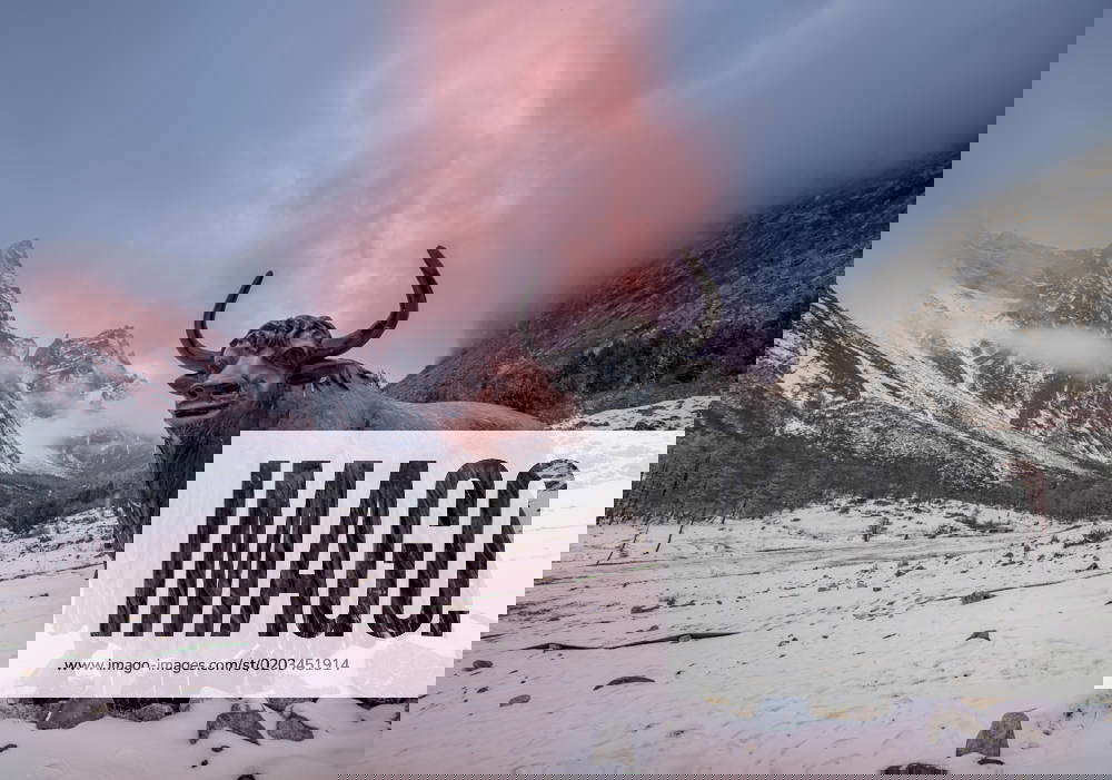 ABA, CHINA - FEBRUARY 22: A bull statue stands at Bipenggou Scenic Area ...