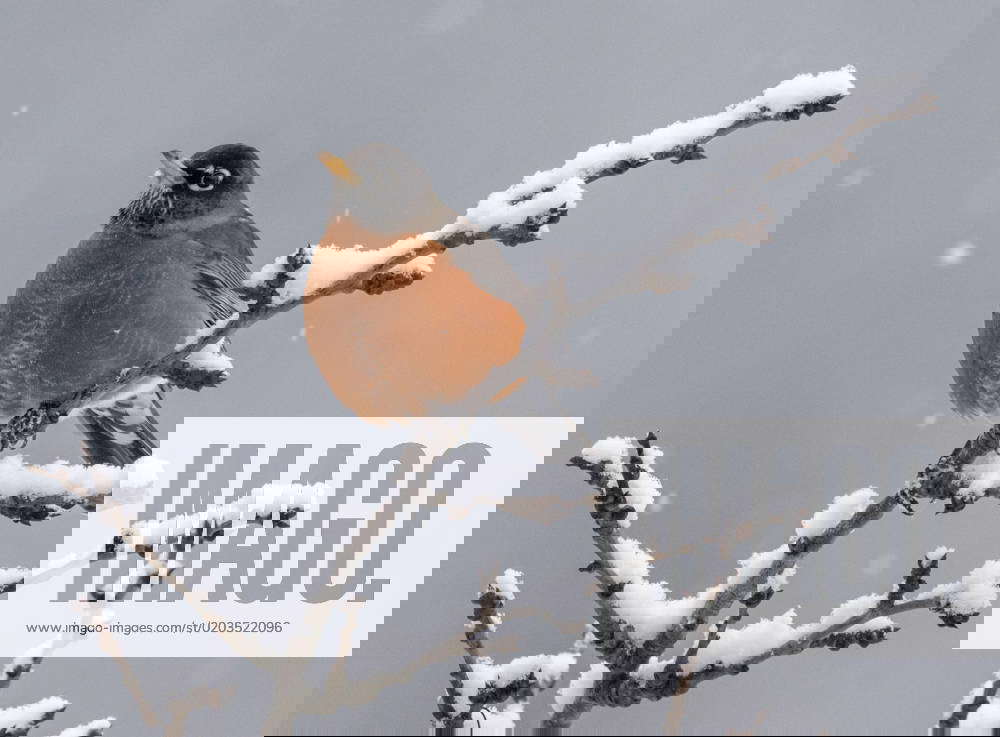 February 23, 2023, Elkton, Oregon, USA: On a snowy morning an American ...