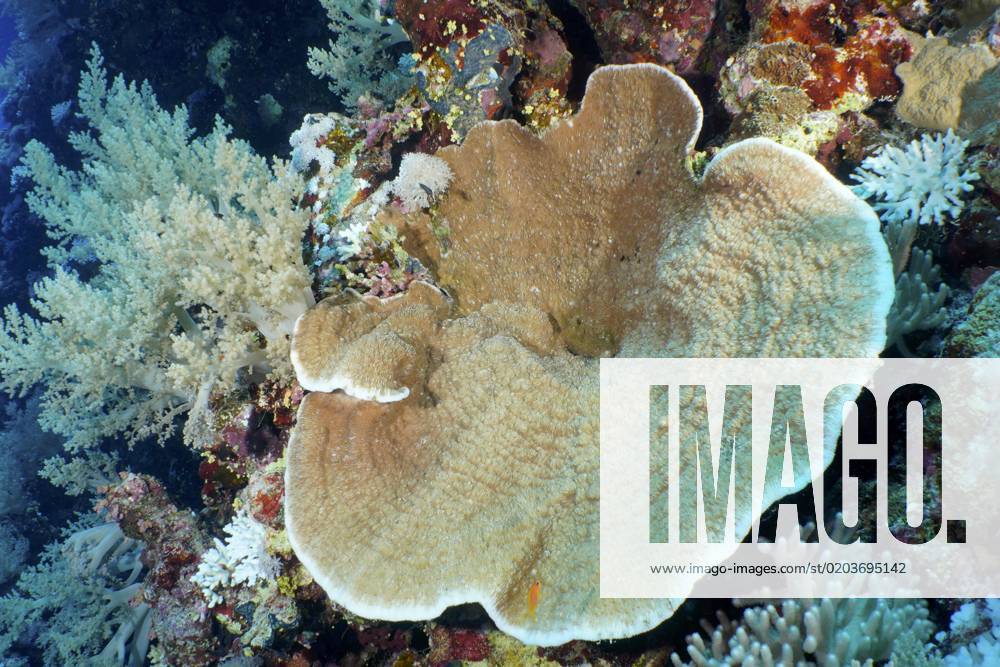 Gerillte Plattenkoralle (Pachyseris speciosa), Tauchplatz Daedalus Riff ...