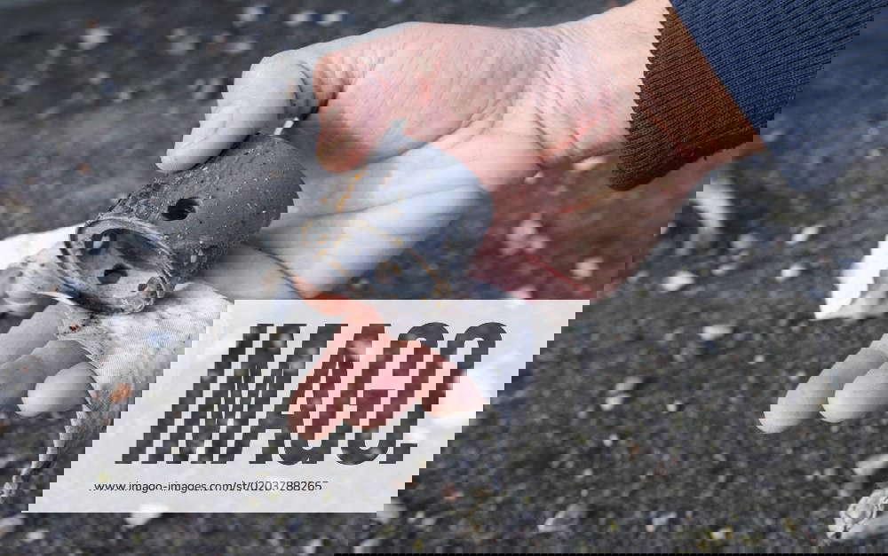 RUSSIA, ZAPOROZHYE REGION - FEBRUARY 27, 2023: A view shows a cluster ...