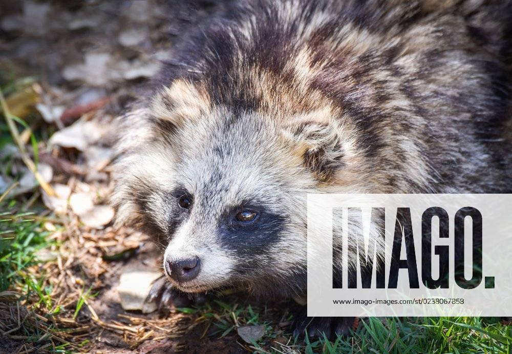 Japanese raccoon dog sitting in the grass tanuki animal - Nyctereutes