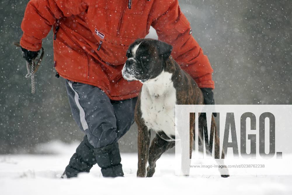 Owner Training Boxer Dog at Snow at Forest during Snowfall at Winter