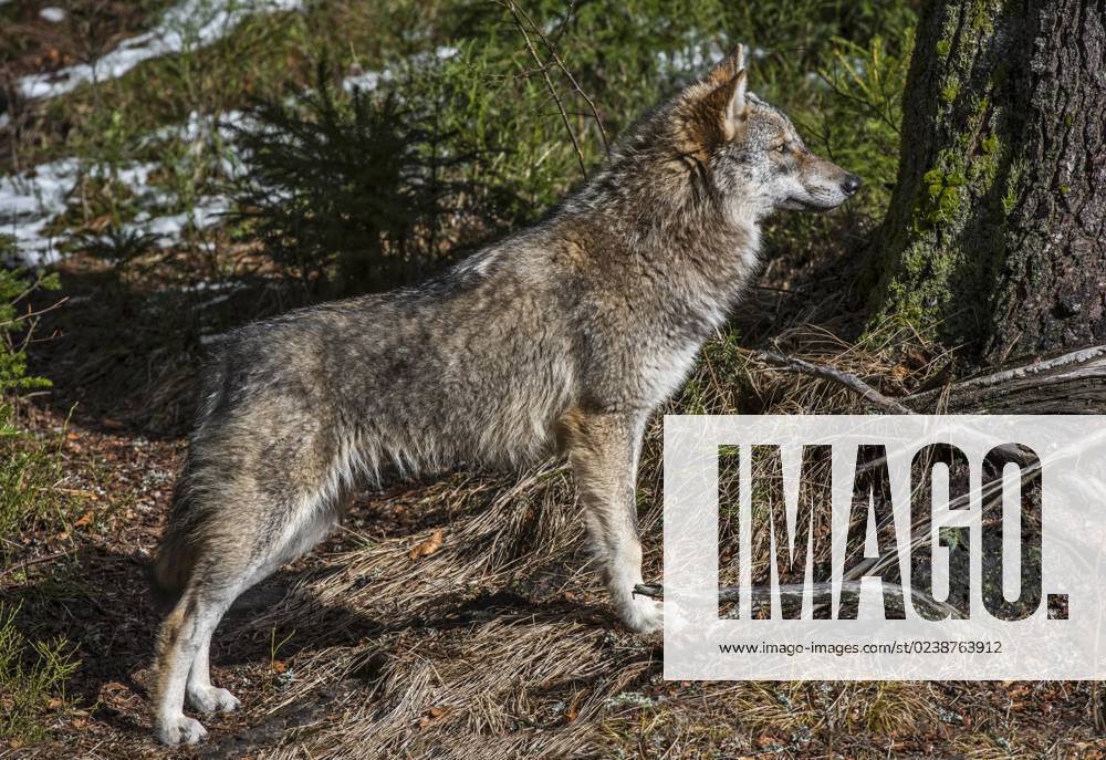 grey Wolf Canis Lupus, gray wolf, Timberwolf in a Forest with melting ...
