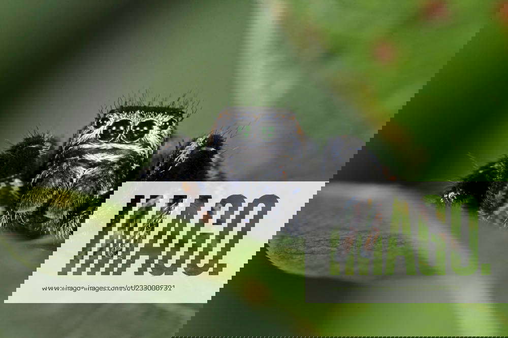 Black jumping spider, darker sickle jumper, curved Jumping spider ...