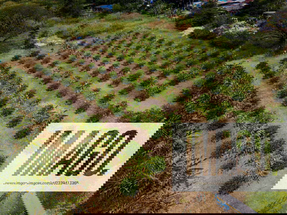 March 16, 2023, Bangkok, Thailand: A mixed-use, backyard farm in ...