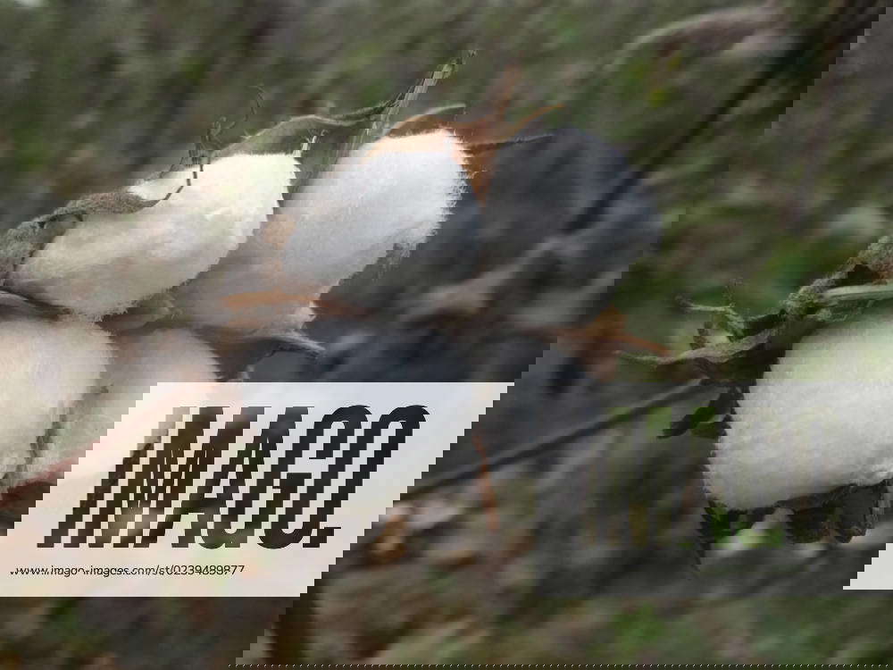 March 17, 2023, Naogaon, Bangladesh: A cotton plant in field on the ...