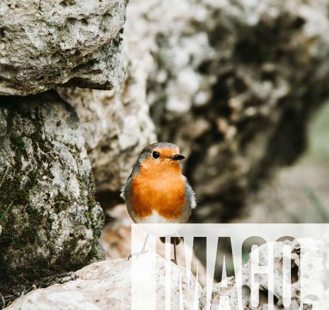 Red Robin (Erithacus rubecula) birds close up in a forest, Red Robin ...