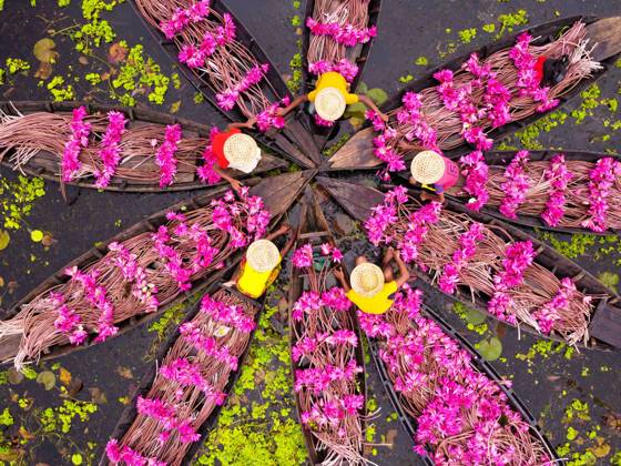 March 19, 2023, Barishal, Barishal, Bangladesh: Farmers arrange bunches ...