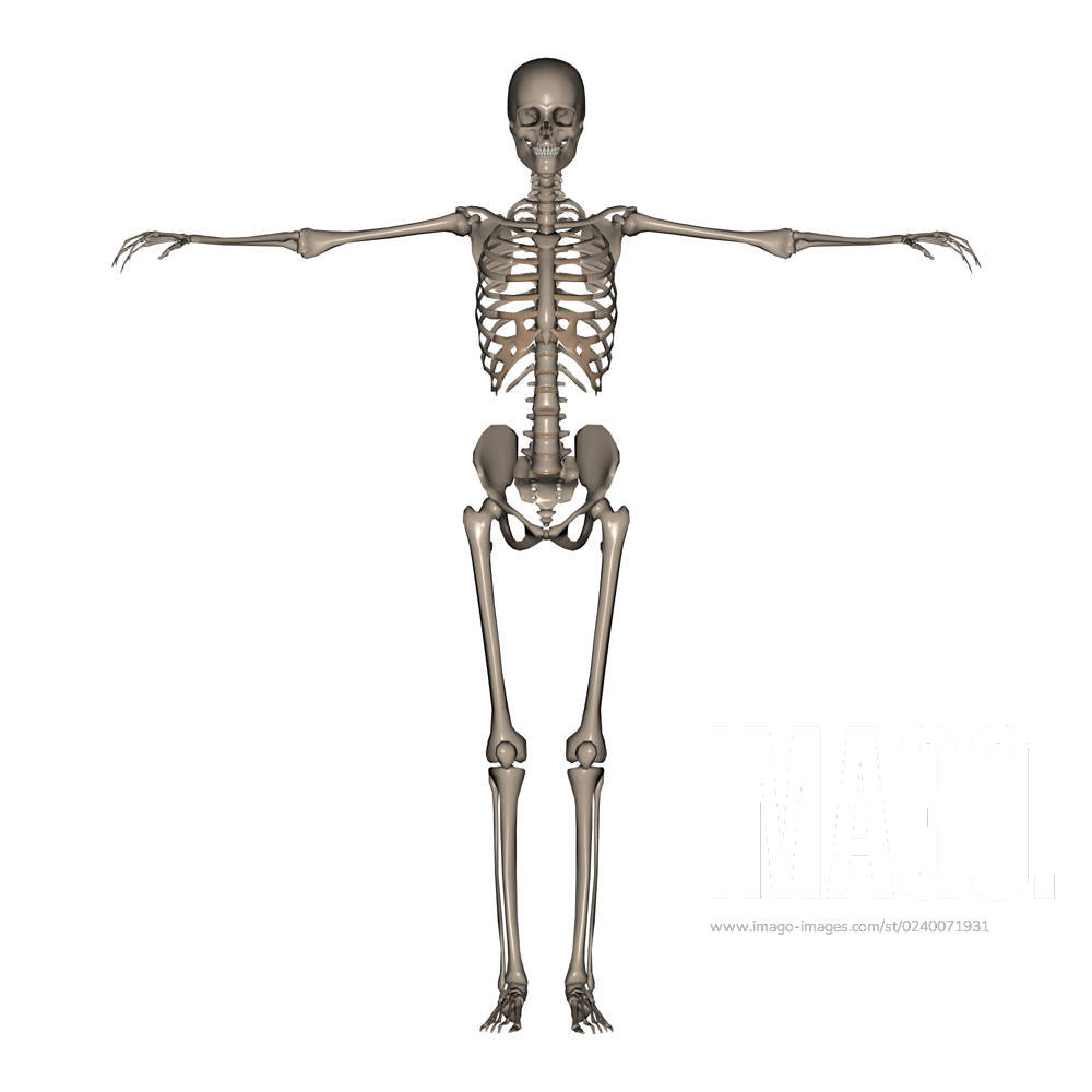 3D rendered Female Skeleton