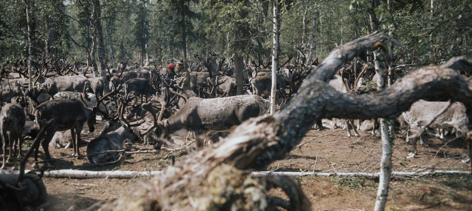Evenk Autonomous Okrug, USSR. October, 1977. Deer graze at the Nidymsky ...