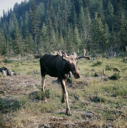 Evenk Autonomous Okrug, USSR. October, 1977. Deer graze at the Nidymsky ...