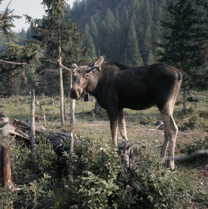Evenk Autonomous Okrug, USSR. October, 1977. Deer graze at the Nidymsky ...