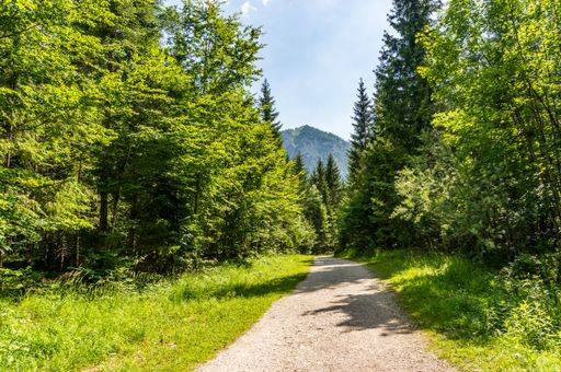 Path Fork Split Forest Trees Summer Foliage Dirt Footpath Sunny Decision