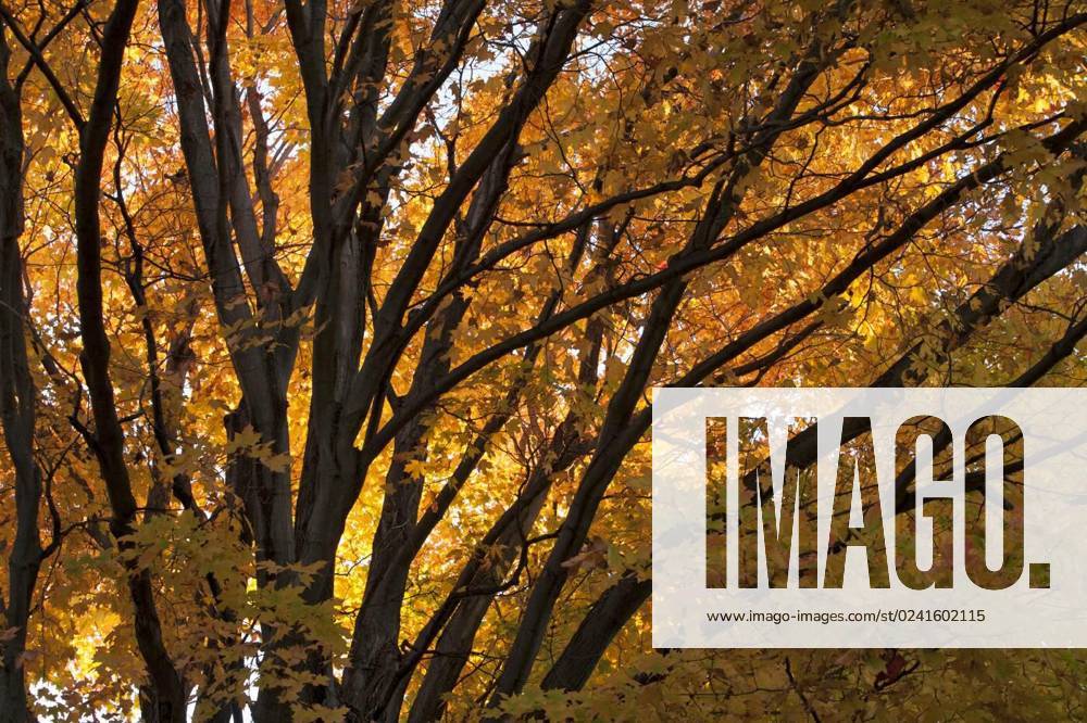 Fall Foliage, Lost in the woods. Fall Foliage in Grand Isle, VT in the ...