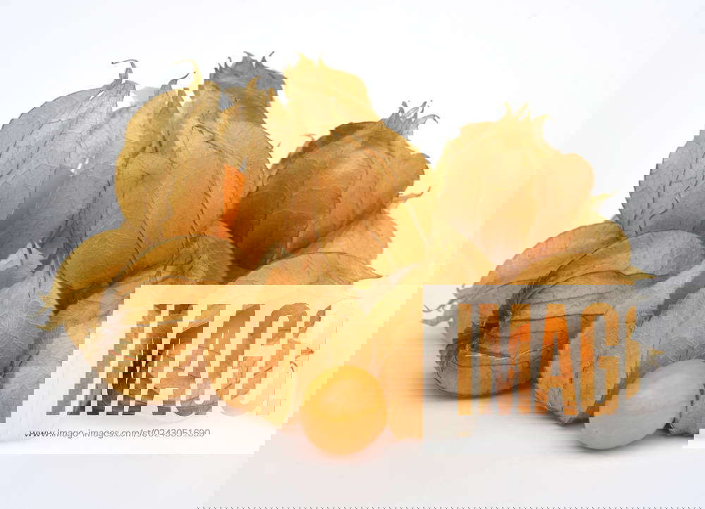 Cape gooseberry, Physalis peruviana, often called Physalis after the ...