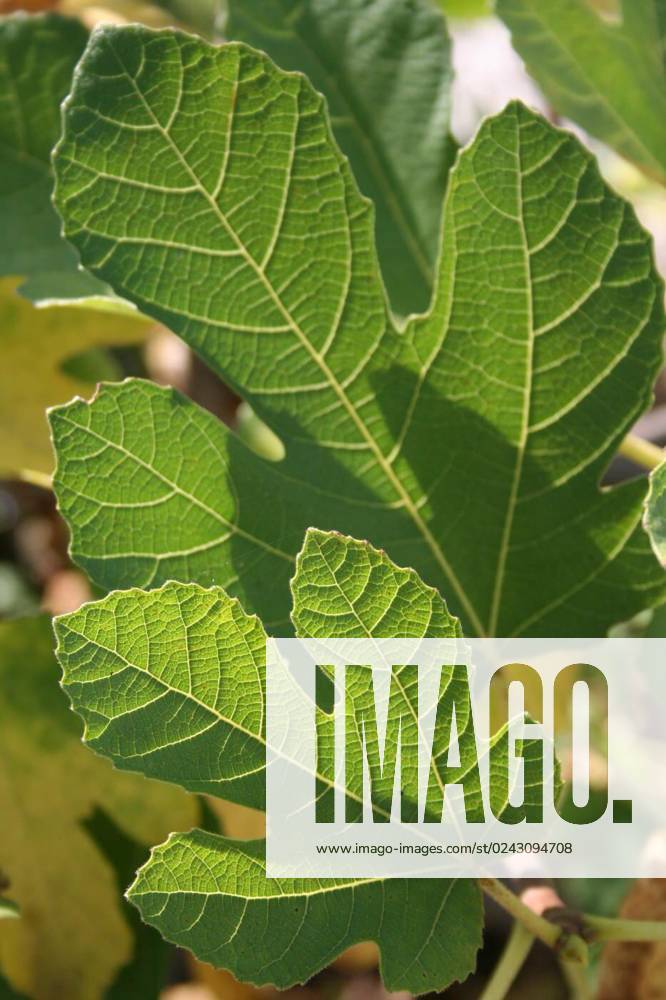 Fig leaves in the sun