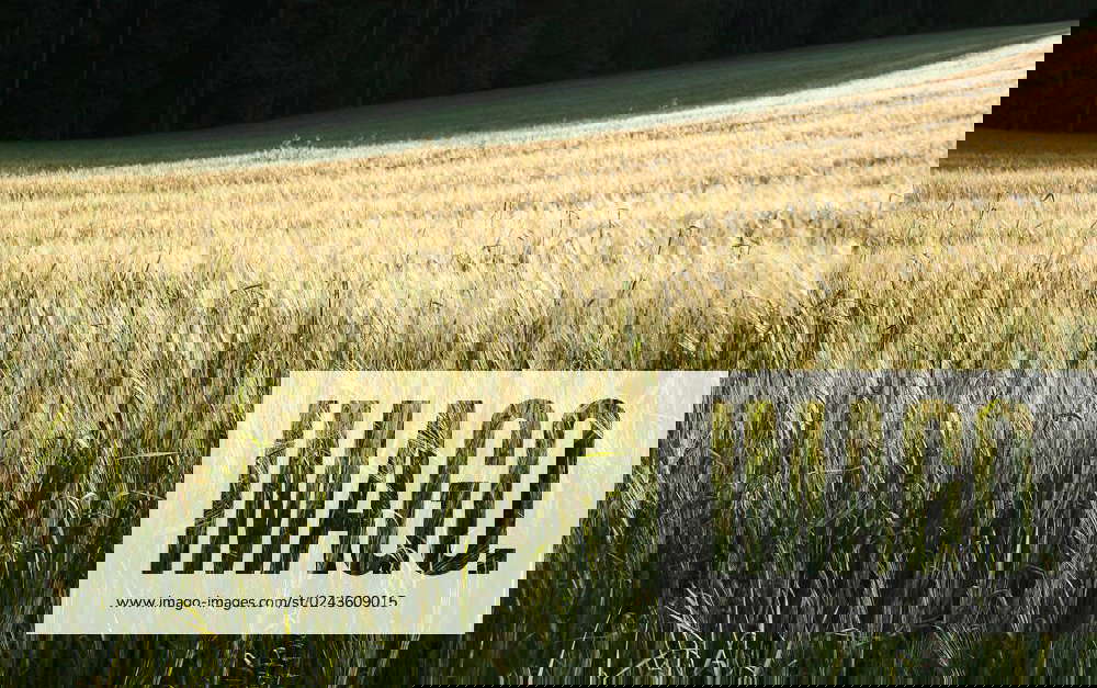 Gerstenfeld Gerstenfeld im Juni (Hordeum vulgare