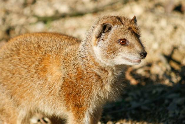 Fox mongoose - yellow mongoose