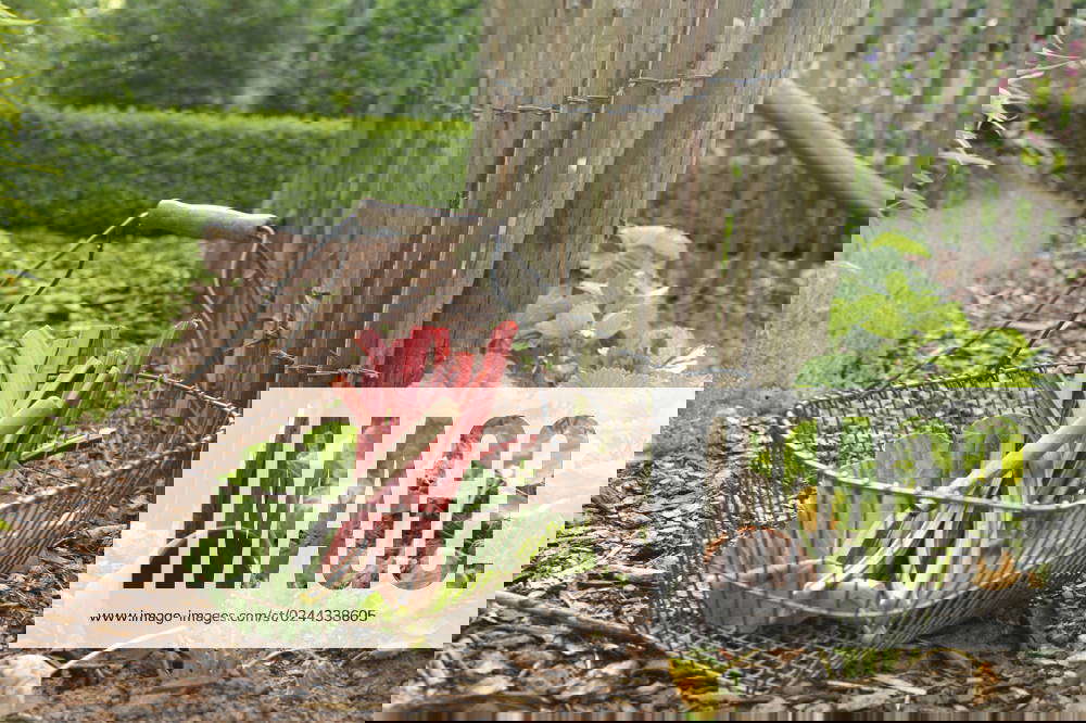 Rhabarber Frisch geernteter