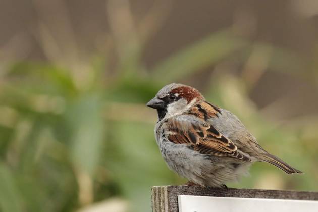 Tiere, Vogel, Sperling, Haussperling, Passer domesticus, beim