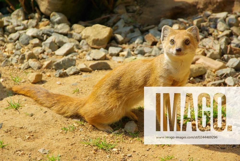 Fox mongoose - yellow mongoose