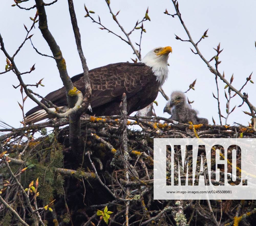 Syndication: The Register Guard A bald eagle (Haliaeetus leucocephalus ...