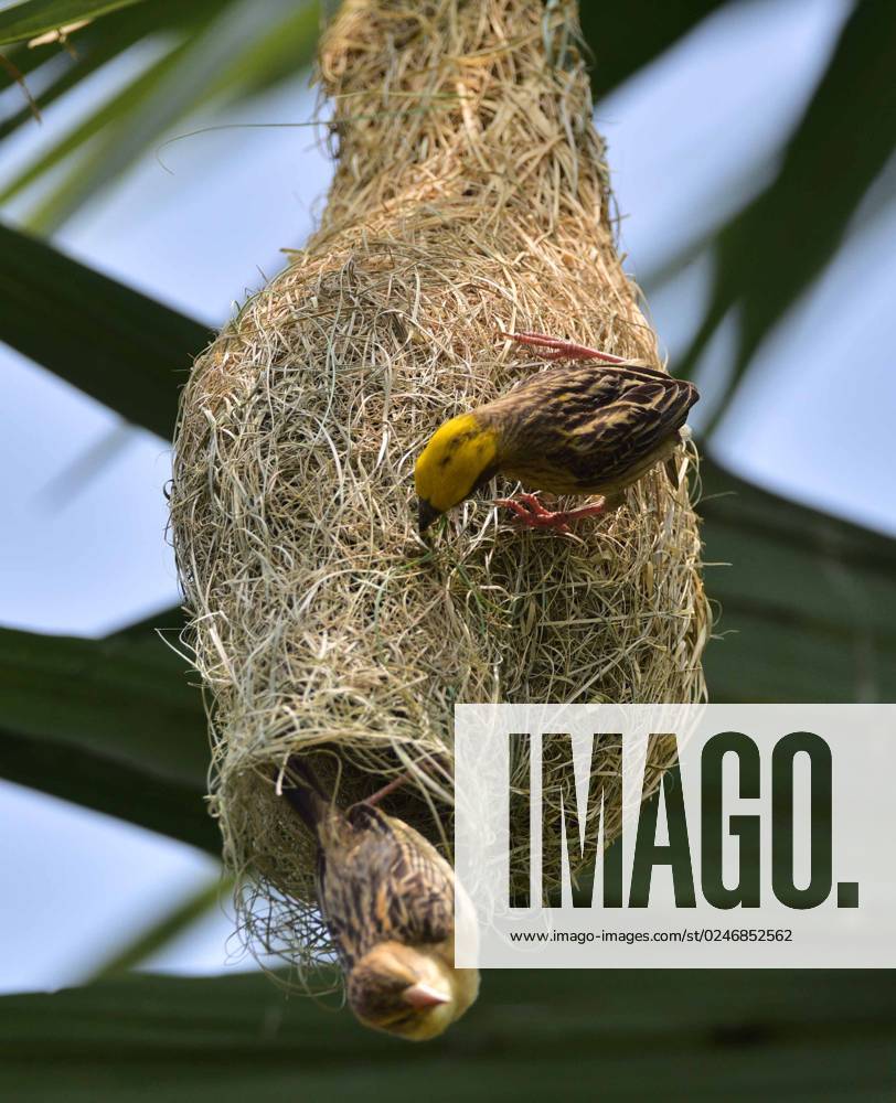 Baya Weaver In Assam A Baya weaver bird builds a nest in a tree in Nagaon district of Assam, India