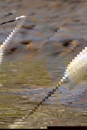 Great Egret walking in Tortuguero national park, Costa Rica Great Egret ...