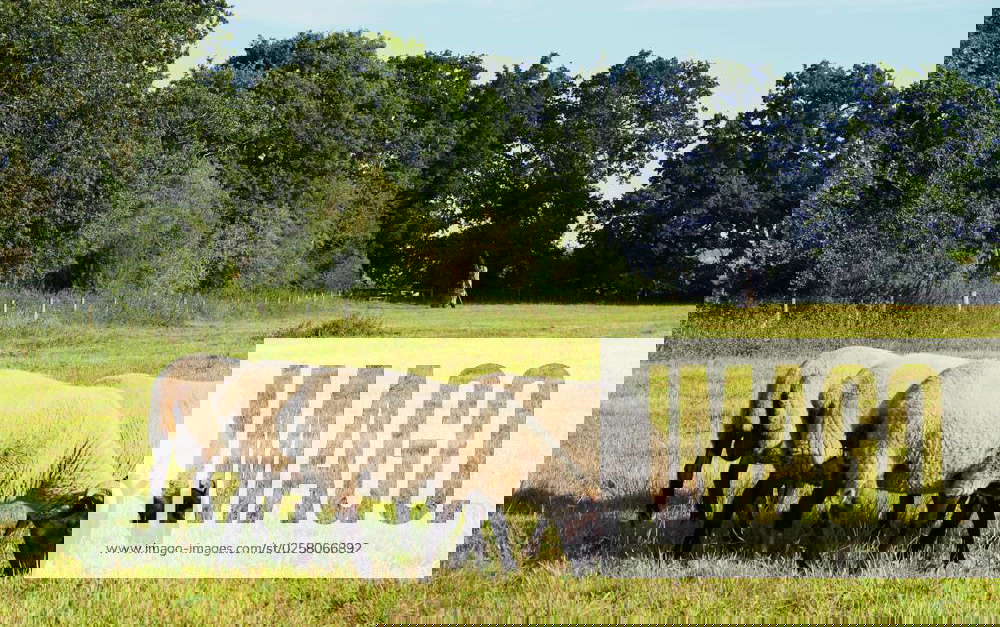 Domestic sheep, Aries and Ewes from Norfolk Horn, the at Lean pastures ...