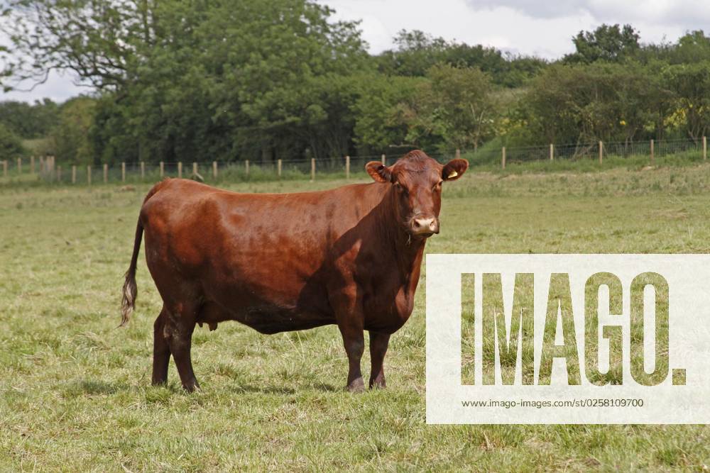 Domestic cattle, Red Poll, Cow, at the Willow standing, Leicestershire ...