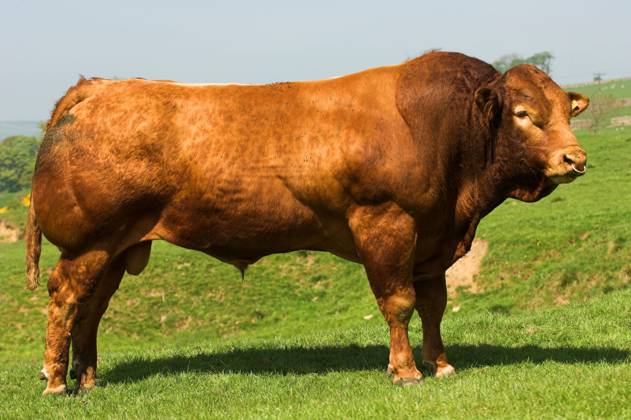 Domestic cattle, Limousin Taurus, at the Willow standing, Cumbria, England, Great Britain, Europe