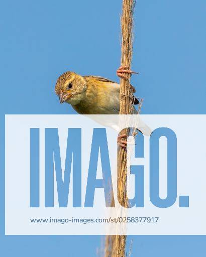 A vertical shot of a Cuckoo- finch bird sitting on a branch under a ...