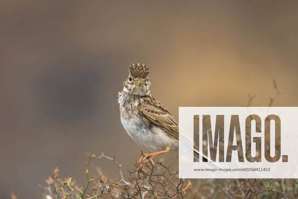 small Short-toed lark Calandrella rufescens adult, at Branches sitting ...