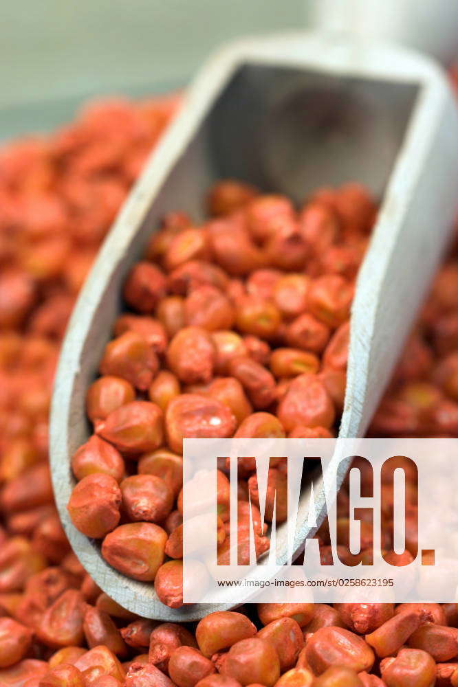 Colored corn sowing seed close up