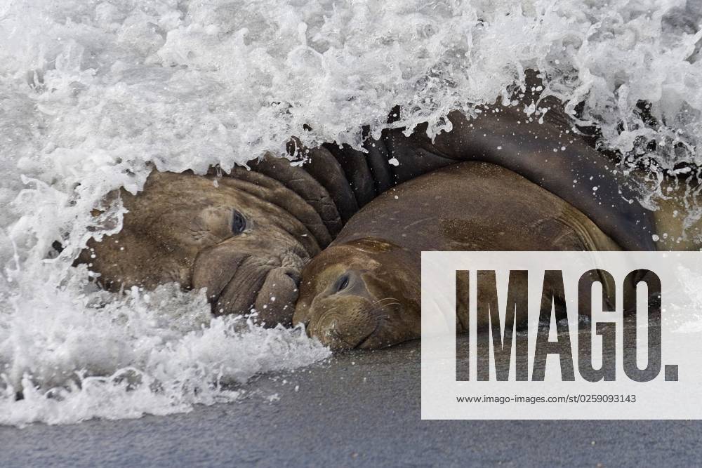 southern Lake Elephant, Southern Lake Elephants Mirounga leonina, Marine mammals, Predators, Seals