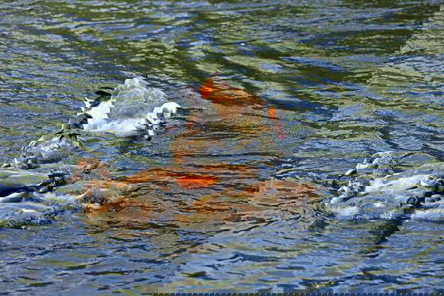 Neozoa from Egypt A Nile goose leads its offspring in the Ruhr near ...