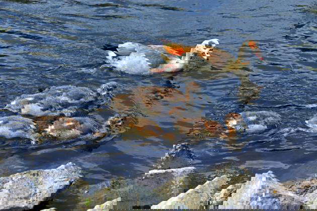 Neozoa from Egypt A Nile goose leads its offspring in the Ruhr near ...