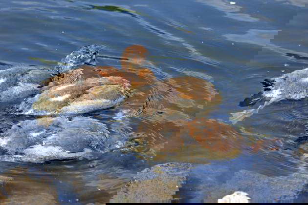 Neozoa from Egypt A Nile goose leads its offspring in the Ruhr near ...