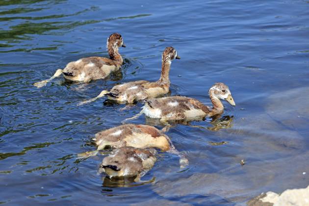 Neozoa from Egypt A Nile goose leads its offspring in the Ruhr near ...