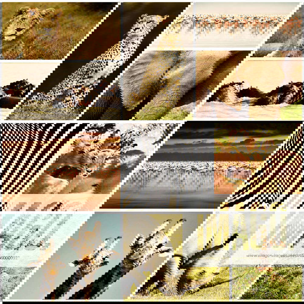 African wild animals safari collage, large group of fauna diversity at African continent, natural