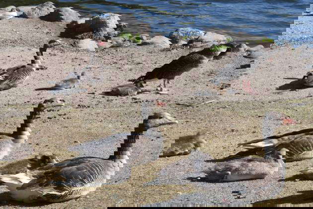 02 June 2023 canda s national bird goose with chicks in lakre lake in ...