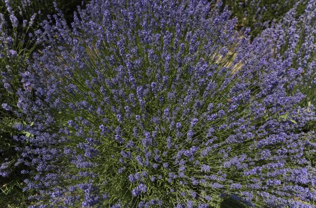 Bijbehara, Jammu and Kashmir, India: Lavender crops are seen kept in a ...