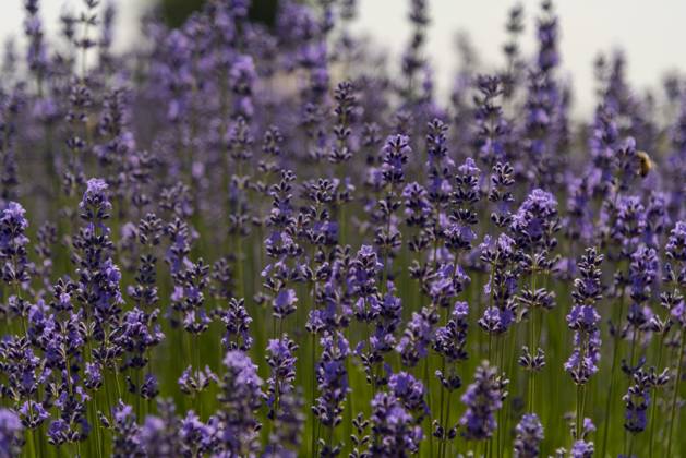 Bijbehara, Jammu and Kashmir, India: Lavender crops are seen kept in a ...