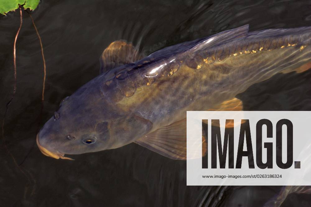 Mirror Carps Cyprinus Carpio , Carp, Mecklenburg Western Pomerania ...