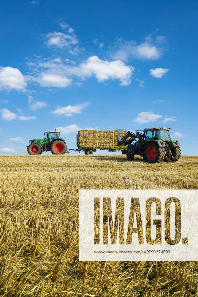 Straw harvesting Tractor loading square straw bales onto a transport ...