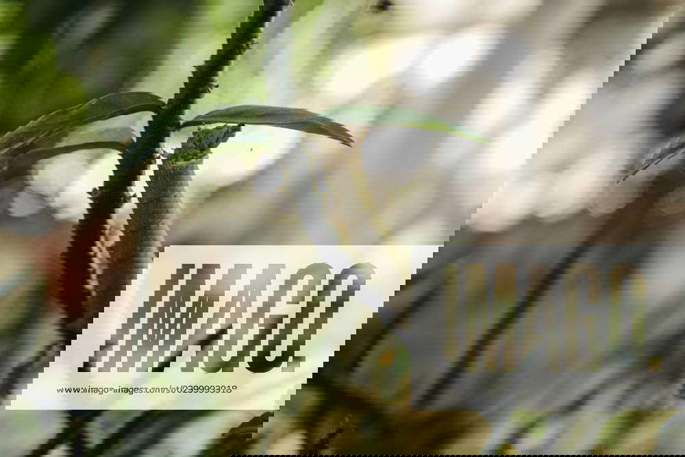 Asuncion, Paraguay: Ello sphinx larva feeds voraciously on Dwarf Devil ...