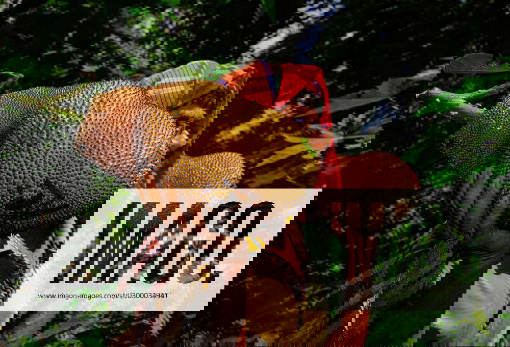 Artocarpus Heterophyllus In India The jackfruit (Artocarpus ...