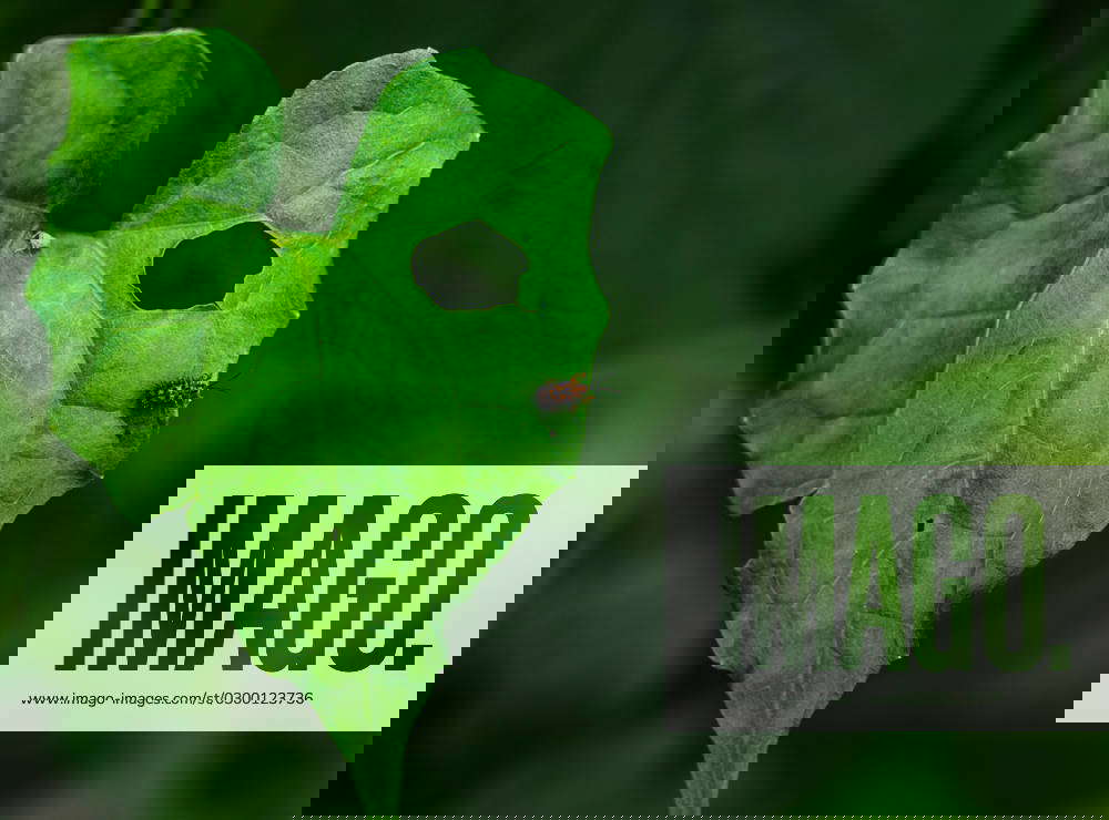 Animal India - Rice Hispa Dicladispa armigera is a species of leaf ...